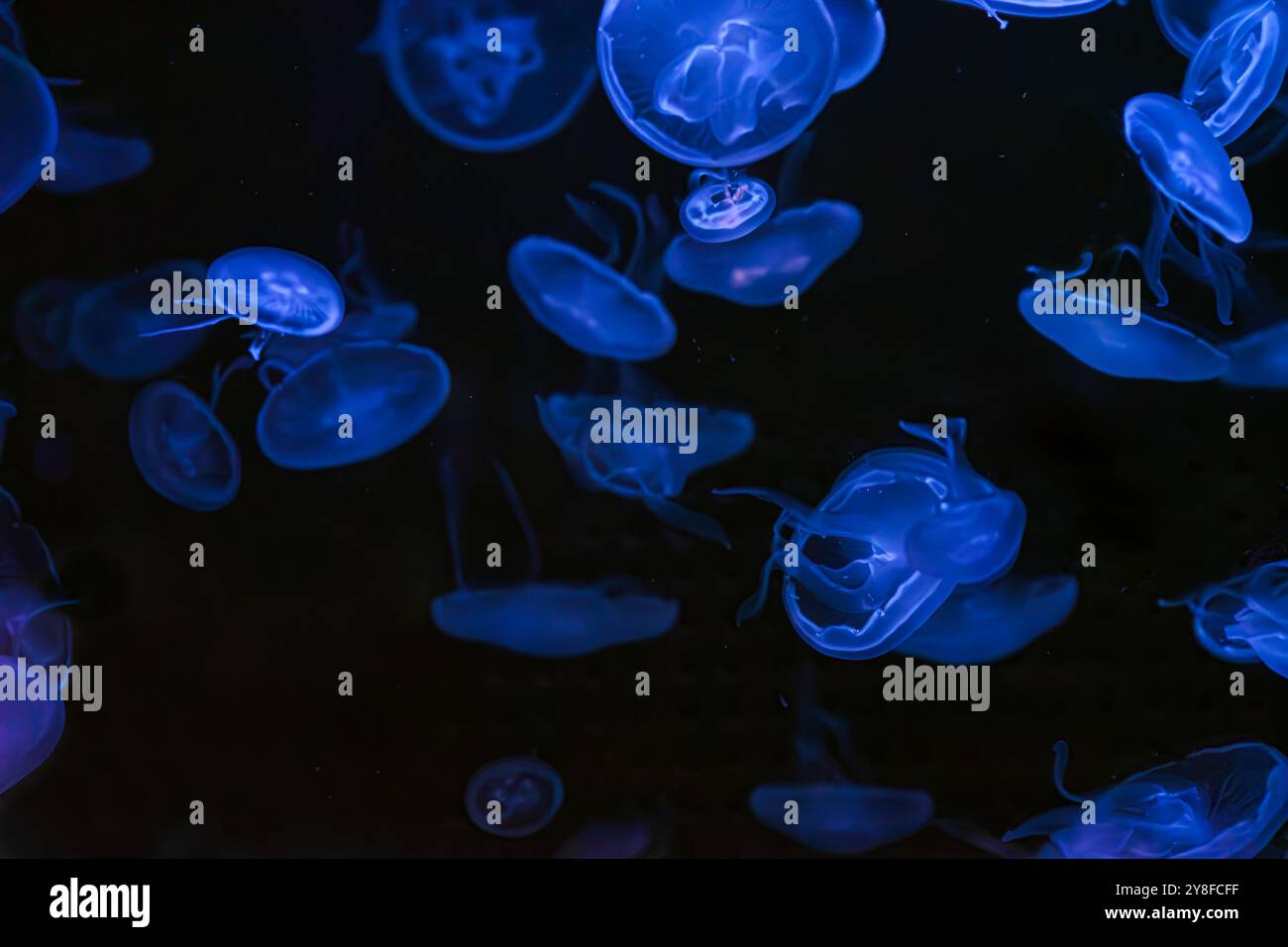 Group of fluorescent atlantic moon jellyfish swimming underwater ...