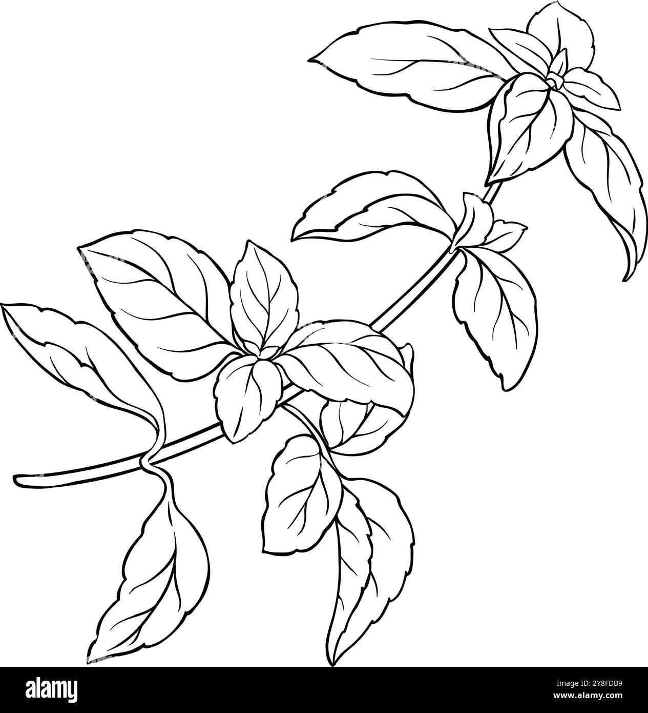 Basil Branch with Leaves Outline Illustration Stock Vector Image & Art ...