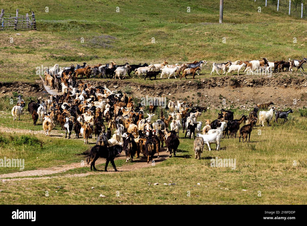 A Herdsman with his herd of sheep Stock Photo - Alamy
