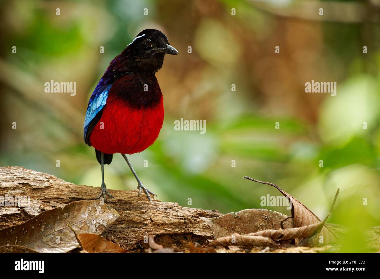 Black-crowned pitta Erythropitta ussheri also black-headed or black-and ...