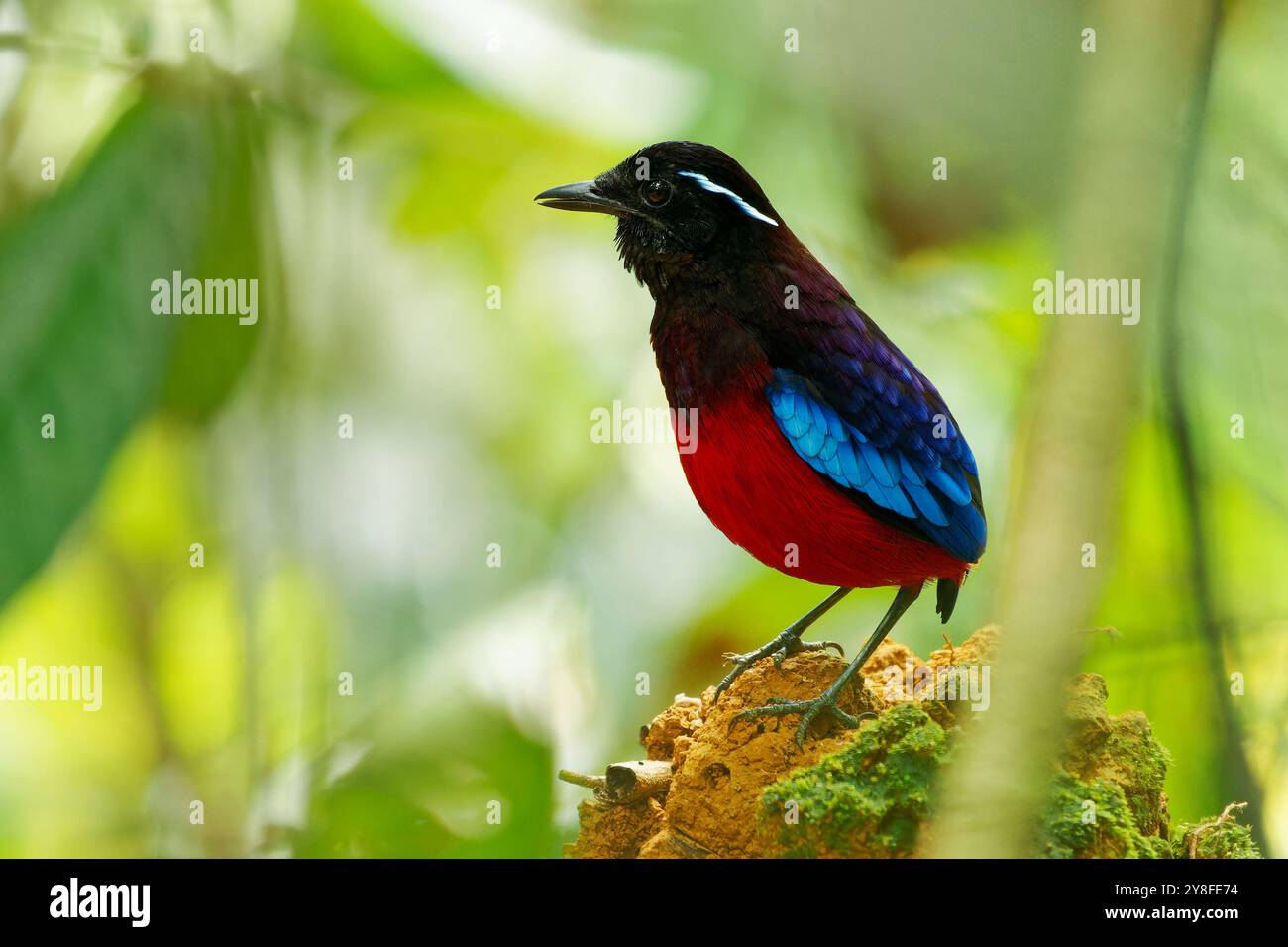 Black-crowned pitta Erythropitta ussheri also black-headed or black-and ...