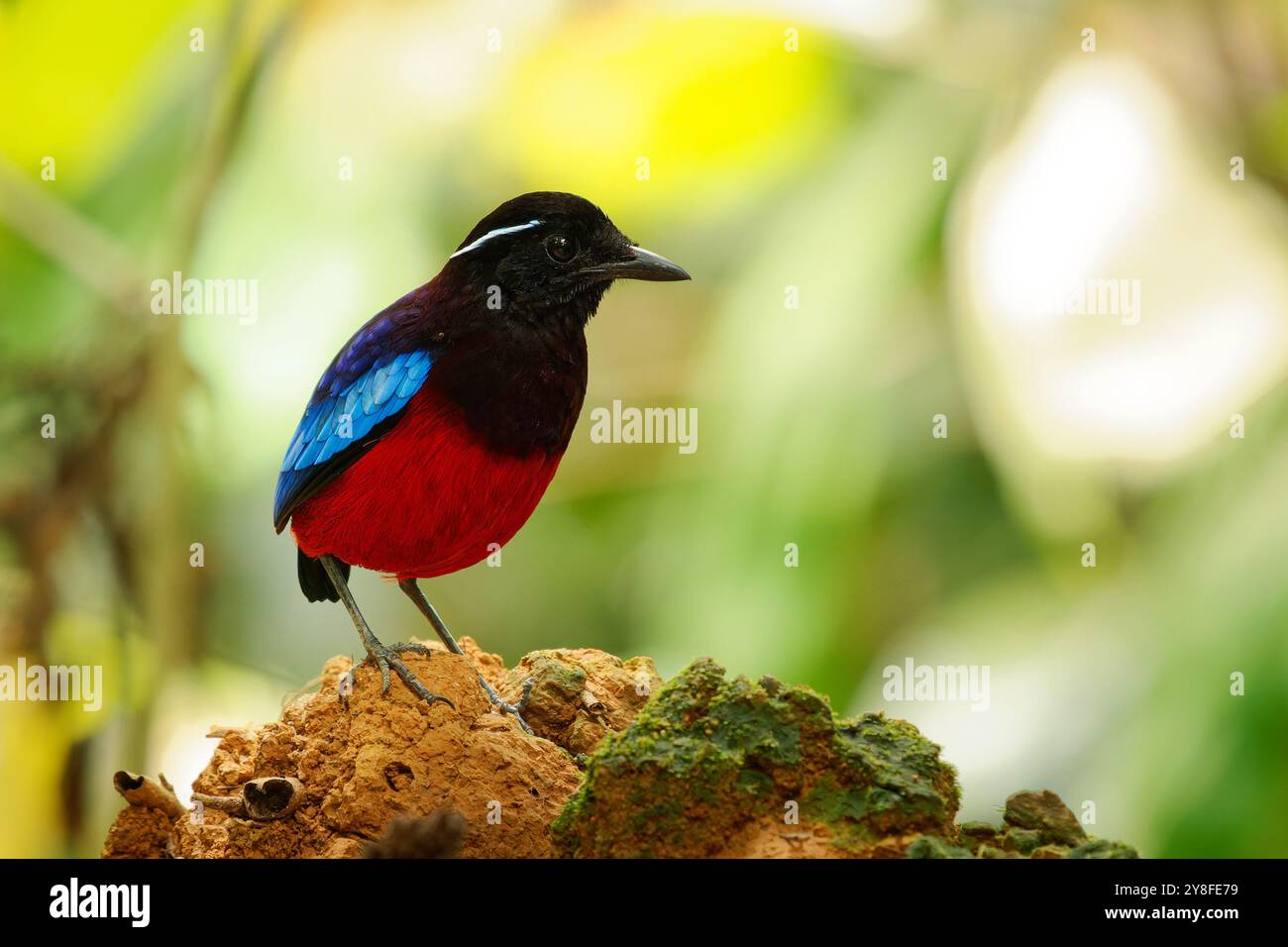 Black-crowned pitta Erythropitta ussheri also black-headed or black-and ...