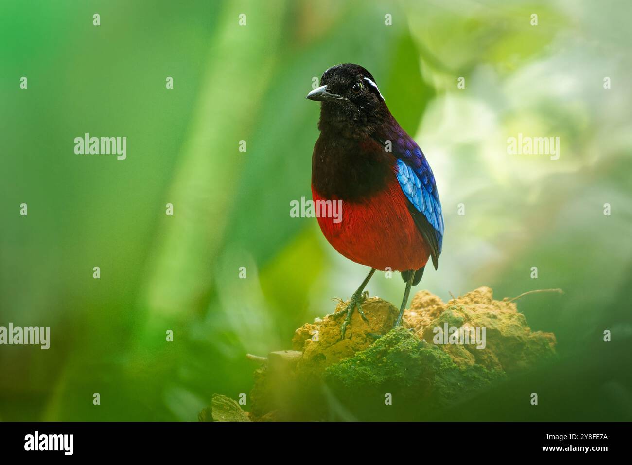 Black-crowned pitta Erythropitta ussheri also black-headed or black-and ...
