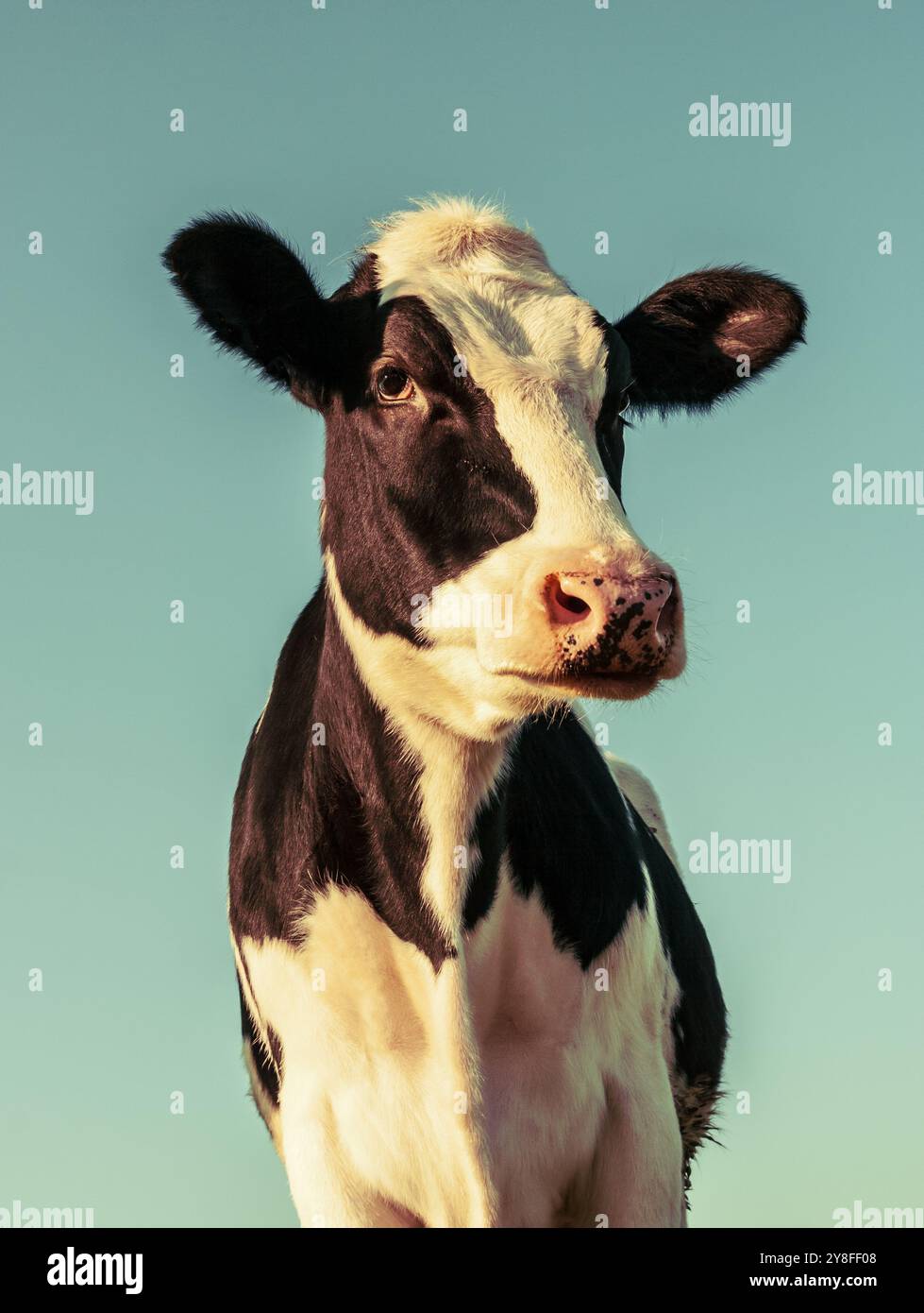 Portrait of a standing Holstein cow, processed in a vintage style Stock ...