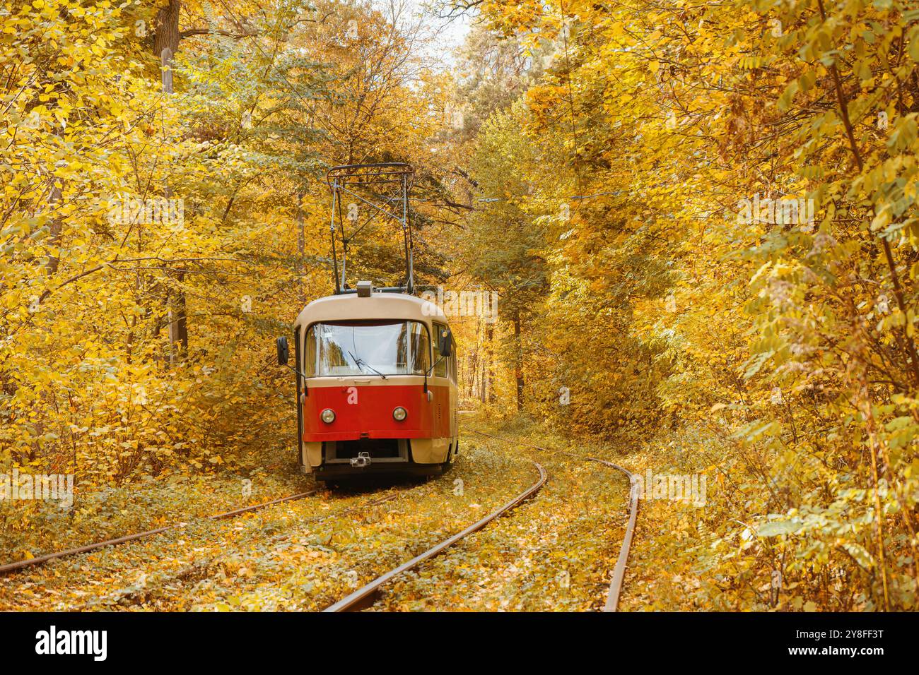 Old red tram moving through yellow autumn deciduous forest. Fall ...