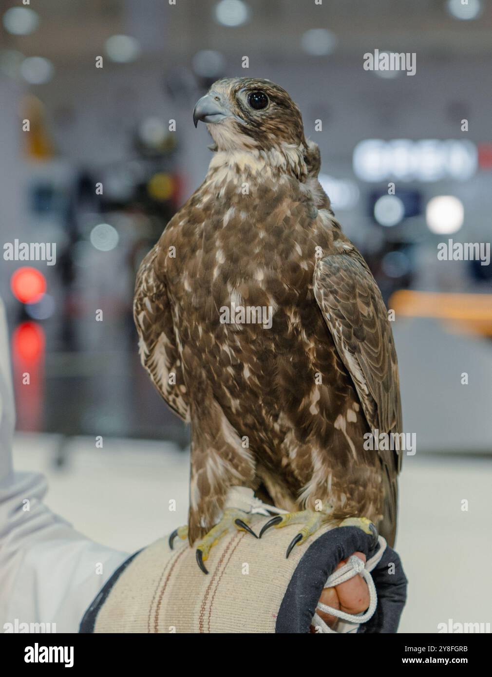 A majestic falcon captured in a striking pose, showcasing its sharp ...