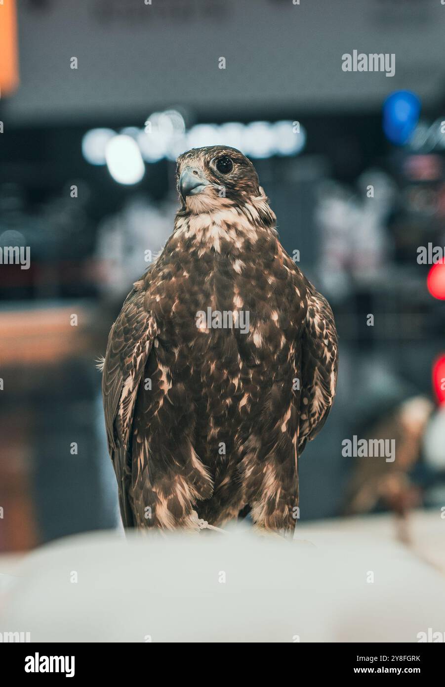 A majestic falcon captured in a striking pose, showcasing its sharp ...