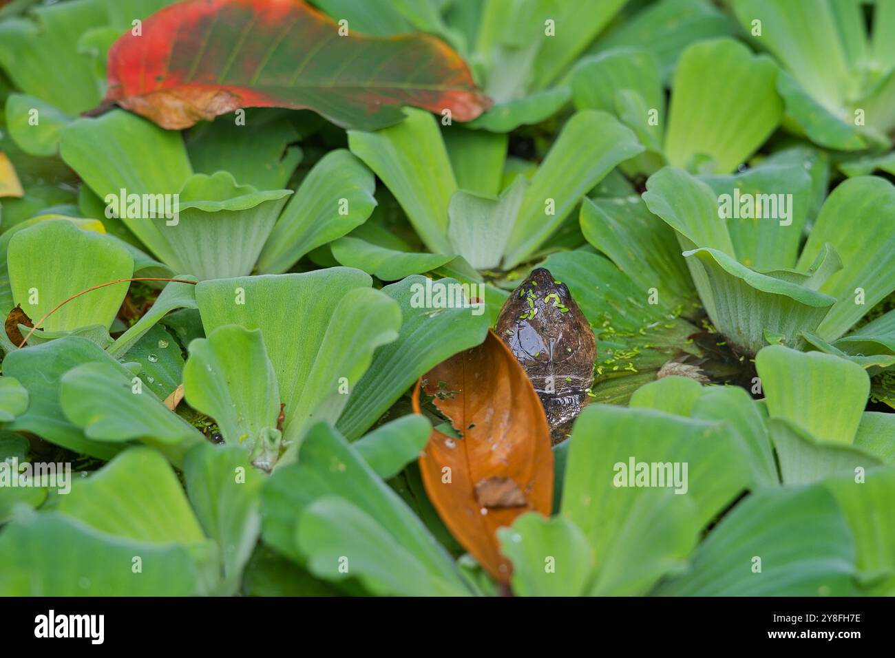Single terrapin turtle head above water between water lily plants, Mahe ...