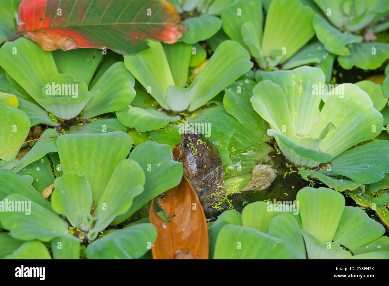 Single terrapin turtle head above water between water lily plants, Mahe ...