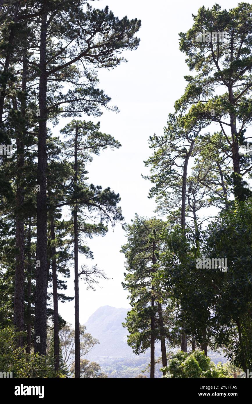 Green landscape with high trees and mountains over light sky with ...