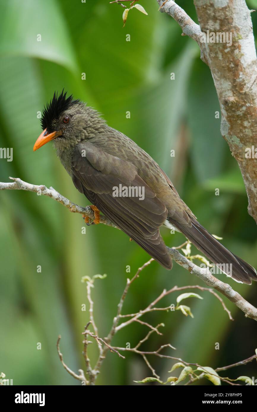 Single Seychelles bulbul endemic bird on branch, Mahe, Seychelles Stock ...