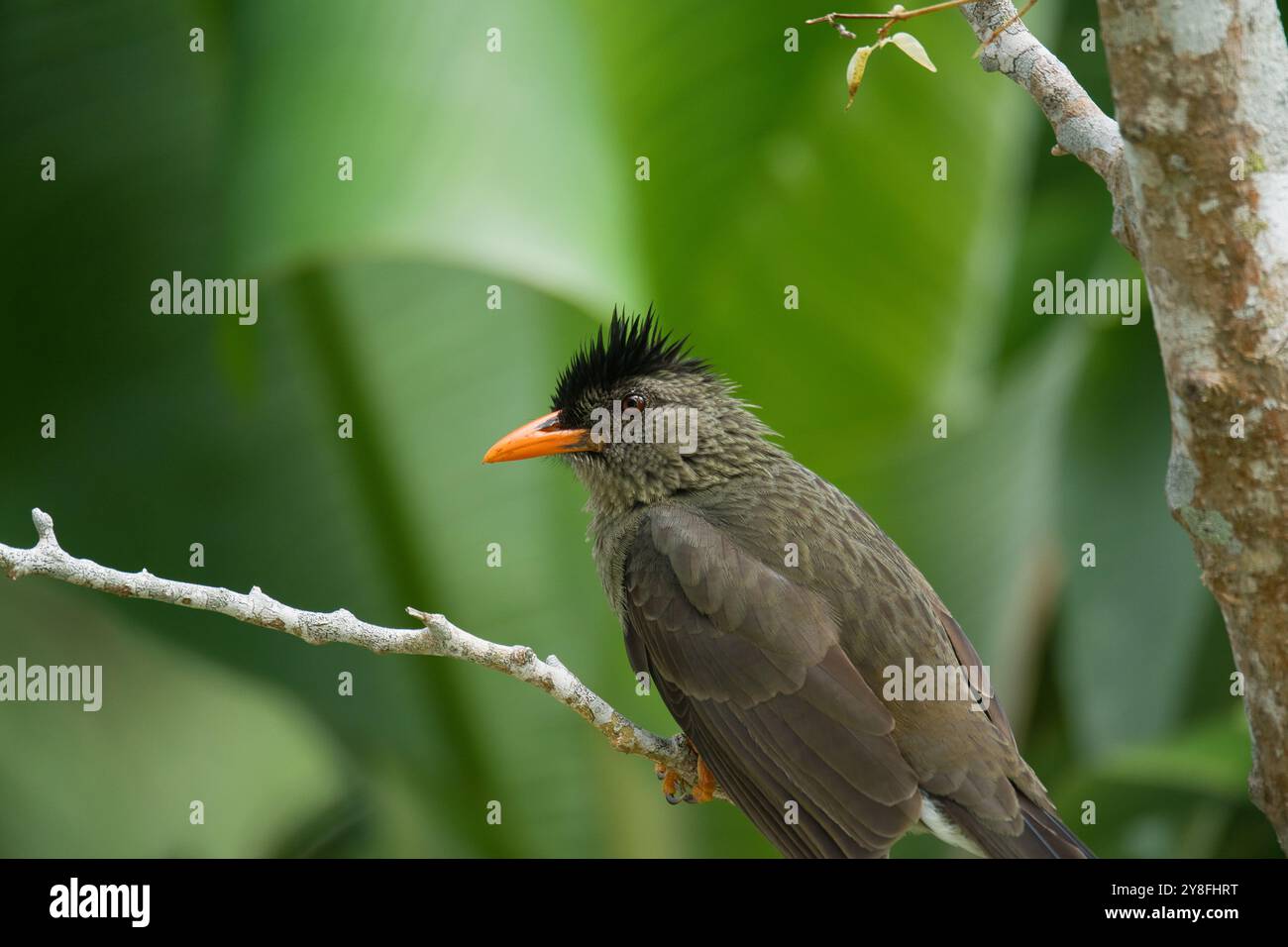 Single Seychelles bulbul endemic bird on branch, Mahe, Seychelles Stock ...