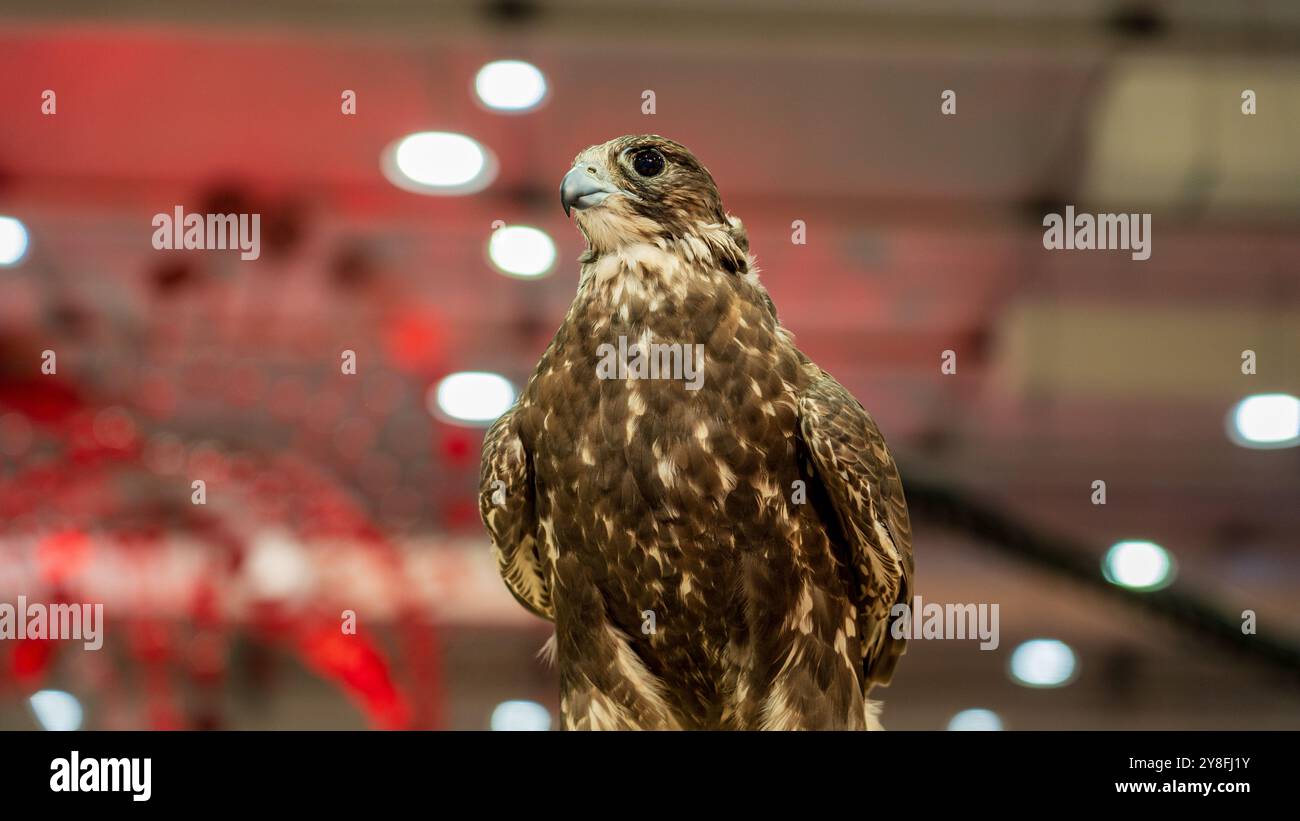 A majestic falcon captured in a striking pose, showcasing its sharp ...