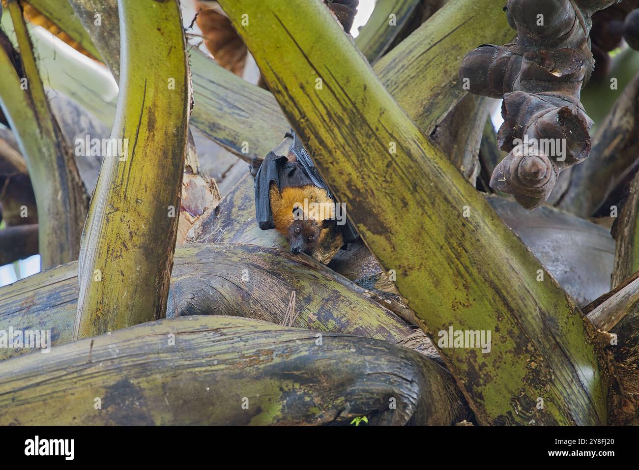 Single fruit bat hanging inside the coco de mer female tree inside the ...