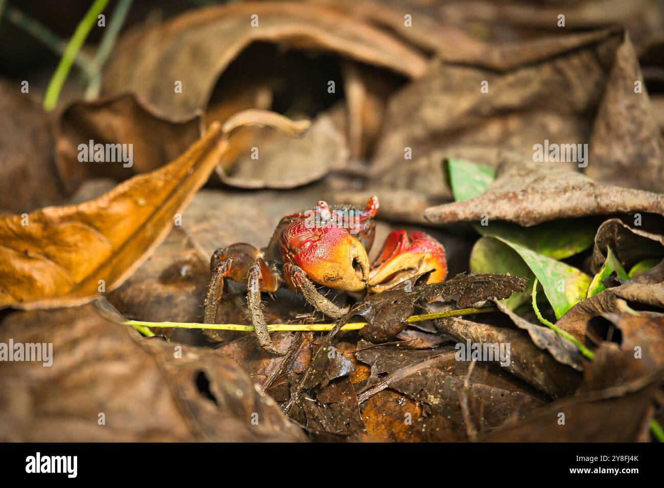 Seychelles spider Crab, Neosarmatium meinerti in the mangroves on Mahe ...