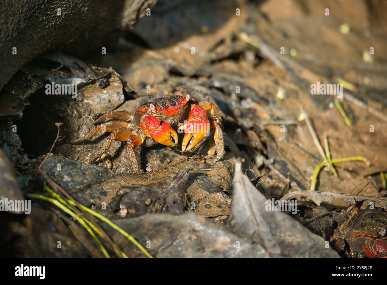 Seychelles spider Crab, Neosarmatium meinerti in the mangroves on Mahe ...
