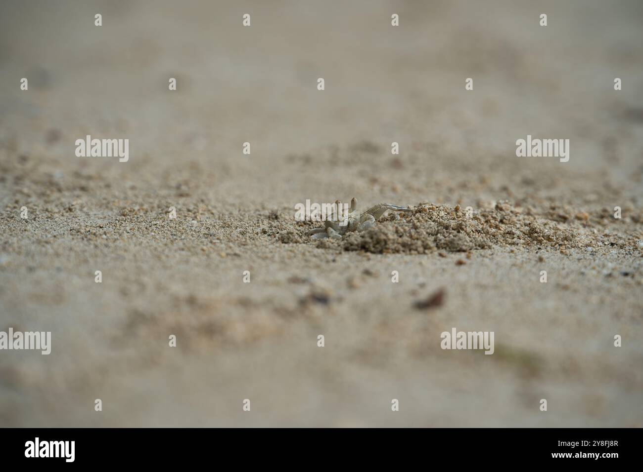 Ghost crab digging the whole after a high tide, Mahe, Seychelles Stock ...