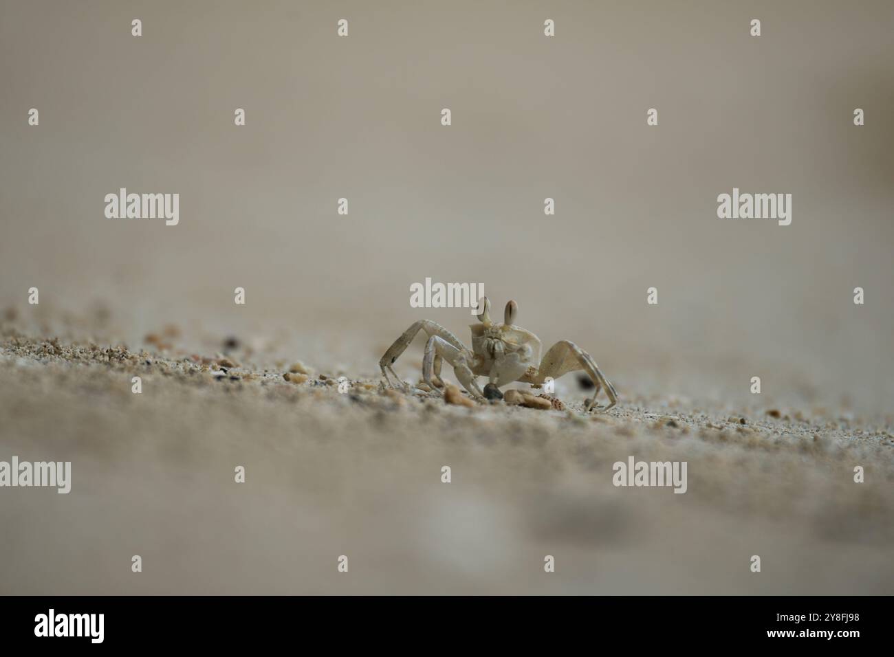 Ghost crab digging the whole after a high tide, Mahe, Seychelles Stock ...