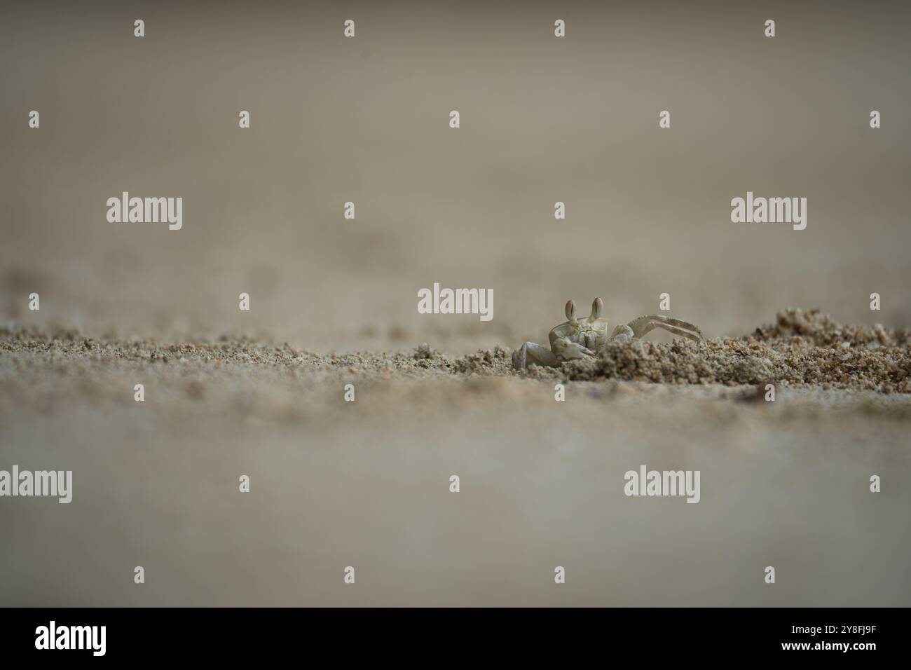 Ghost crab digging the whole after a high tide, Mahe, Seychelles Stock ...