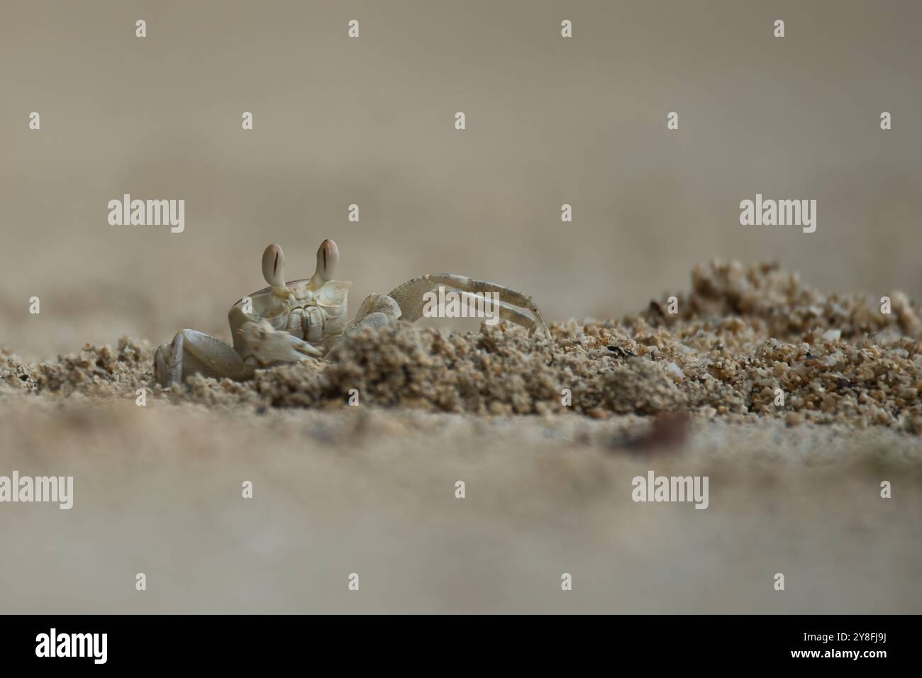 Ghost crab digging the whole after a high tide, Mahe, Seychelles Stock ...