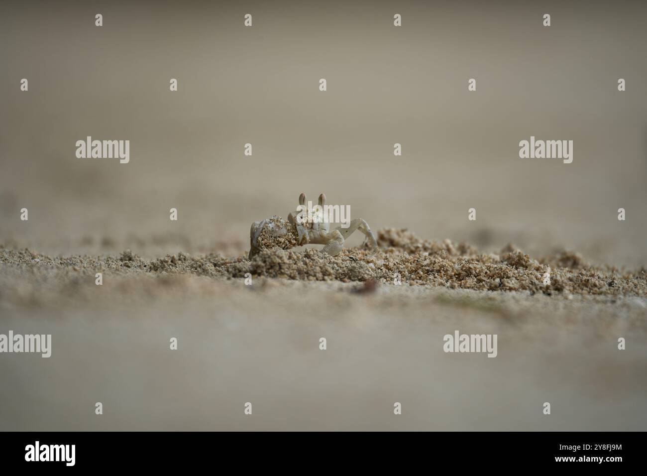 Ghost crab digging the whole after a high tide, Mahe, Seychelles Stock ...