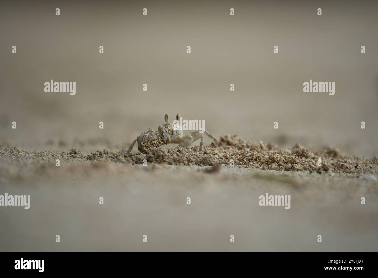Ghost crab digging the whole after a high tide, Mahe, Seychelles Stock ...