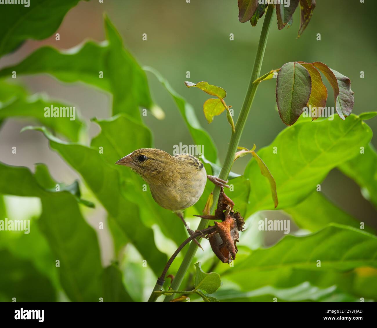 Female madagascar fody on red rose stamp, Seychelles Stock Photo - Alamy