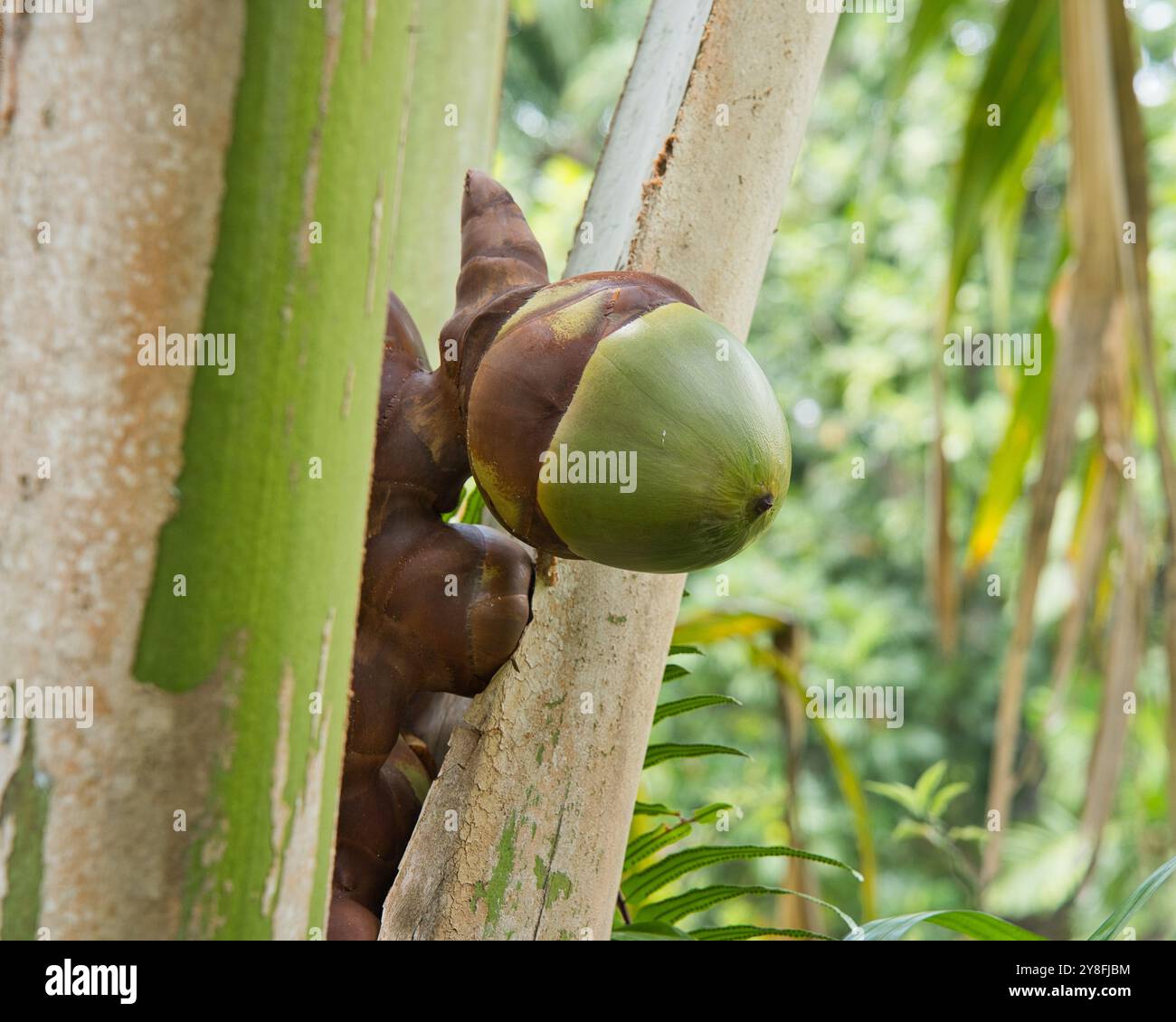 Seychelles nut hi-res stock photography and images - Alamy