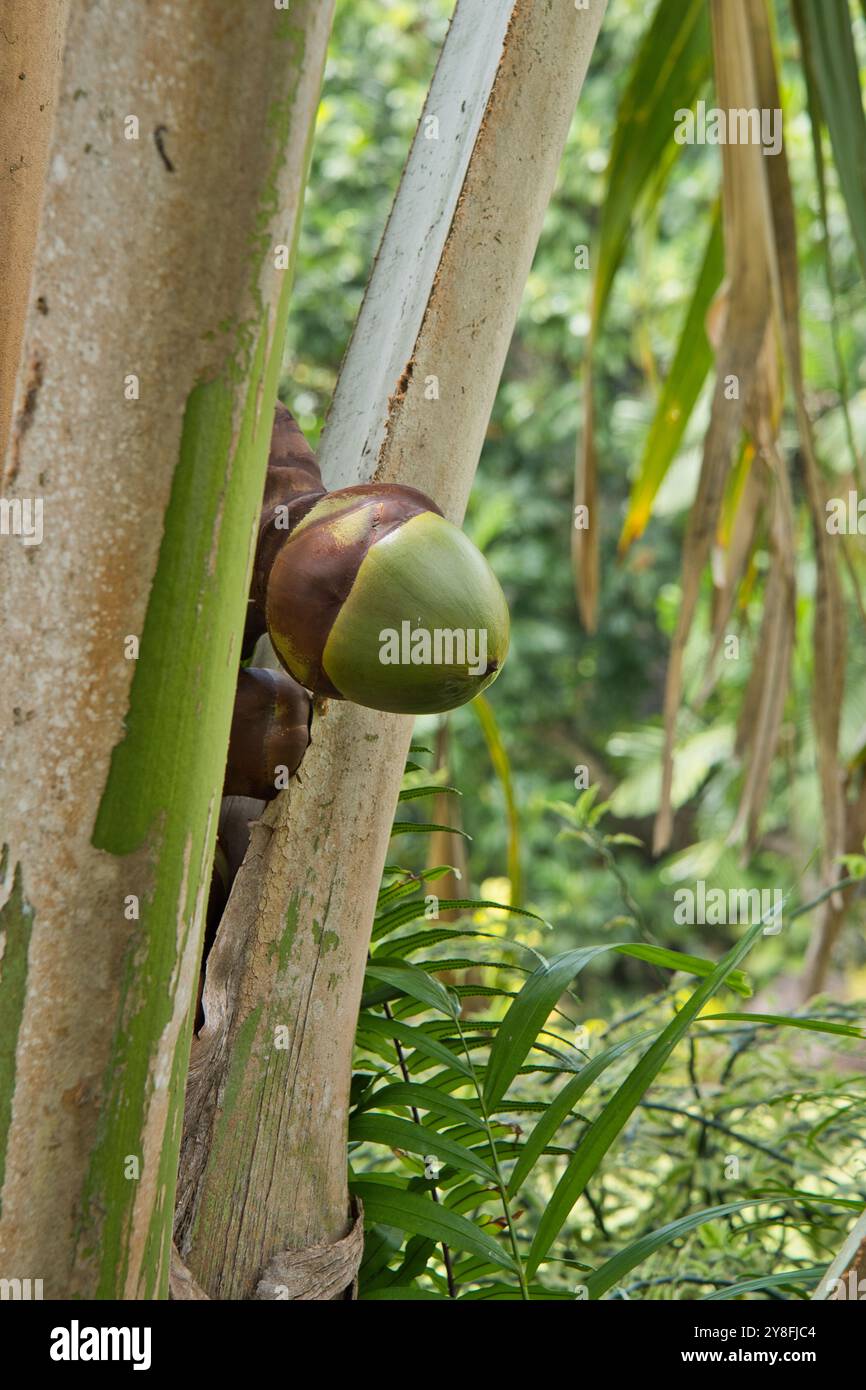 Seychelles nut hi-res stock photography and images - Alamy