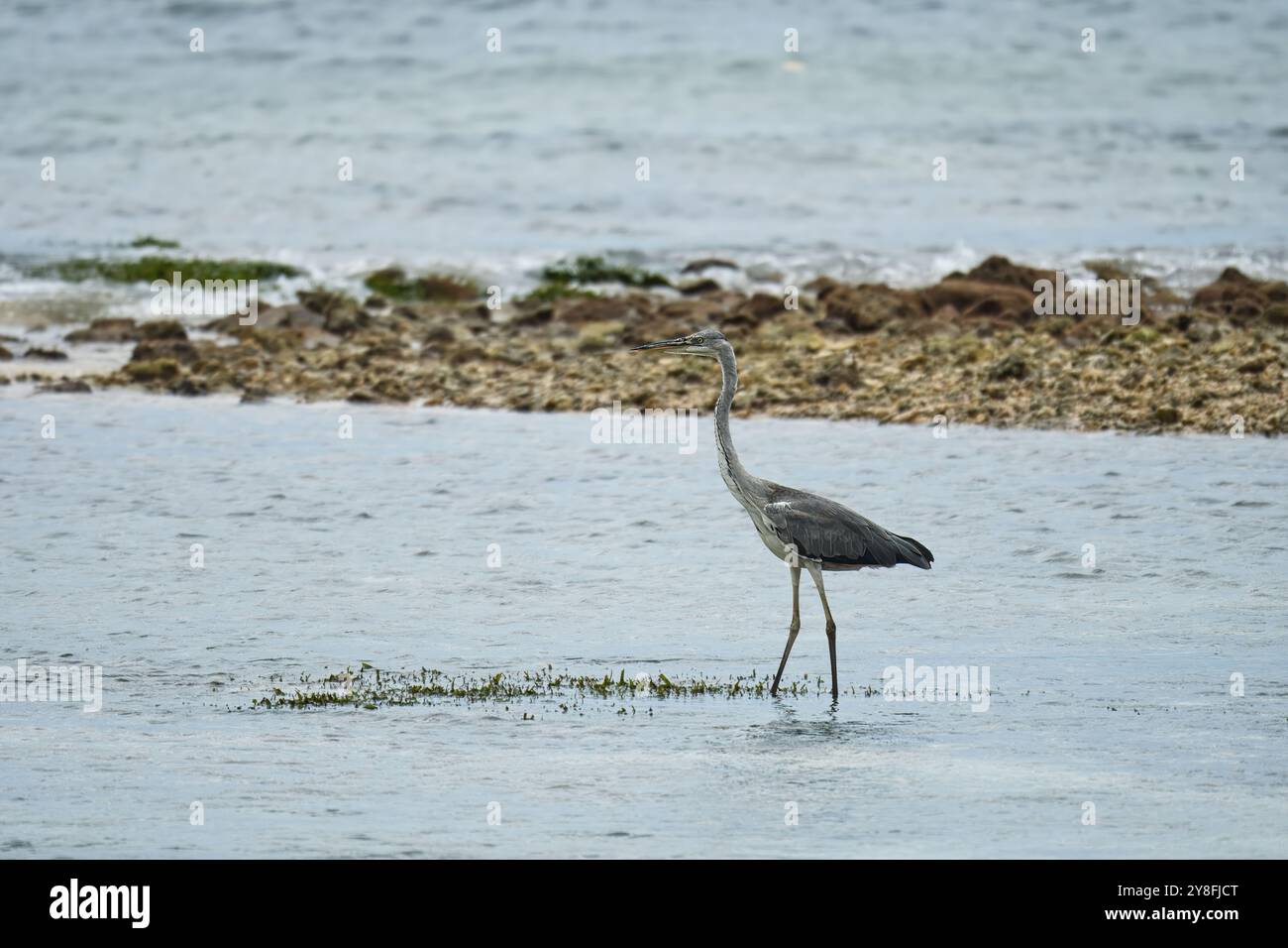 Endemic brown heron bird on the beach, Mahe, Seychelles Stock Photo - Alamy