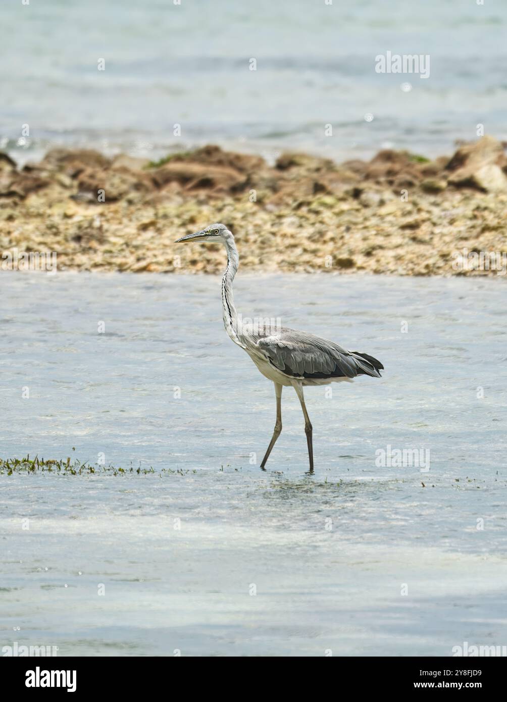 Endemic brown heron bird on the beach, Mahe, Seychelles Stock Photo - Alamy