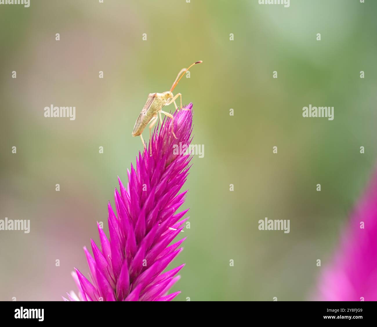 Closeup of insect on candle flower plant, Mahe, Seychelles Stock Photo ...