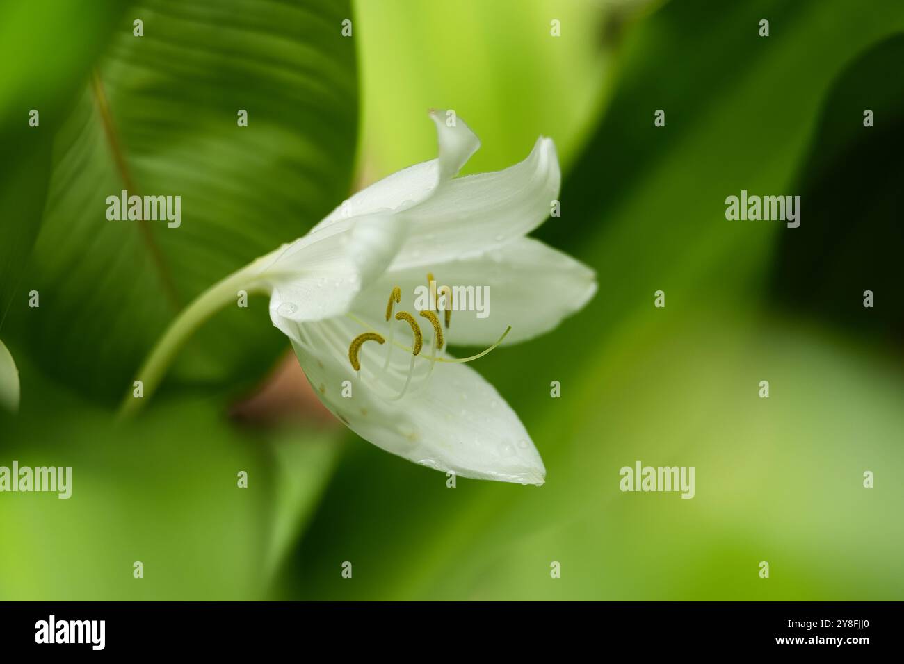 Closeup of he Natal lily, Crinum moorei, inside the botanical garden ...