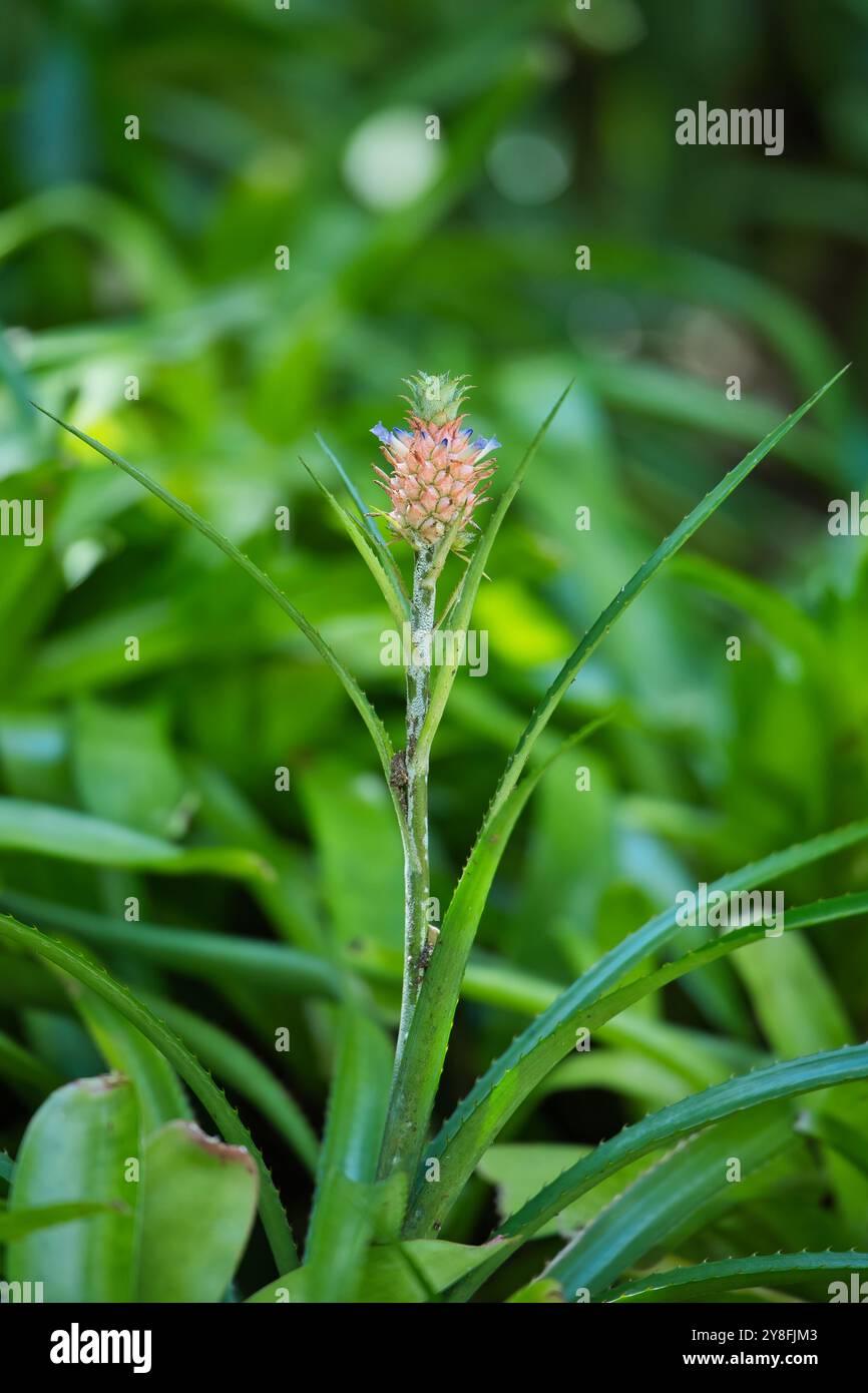 Beautiful Dwarf pineapple flower inside the botanical garden, Mahe ...