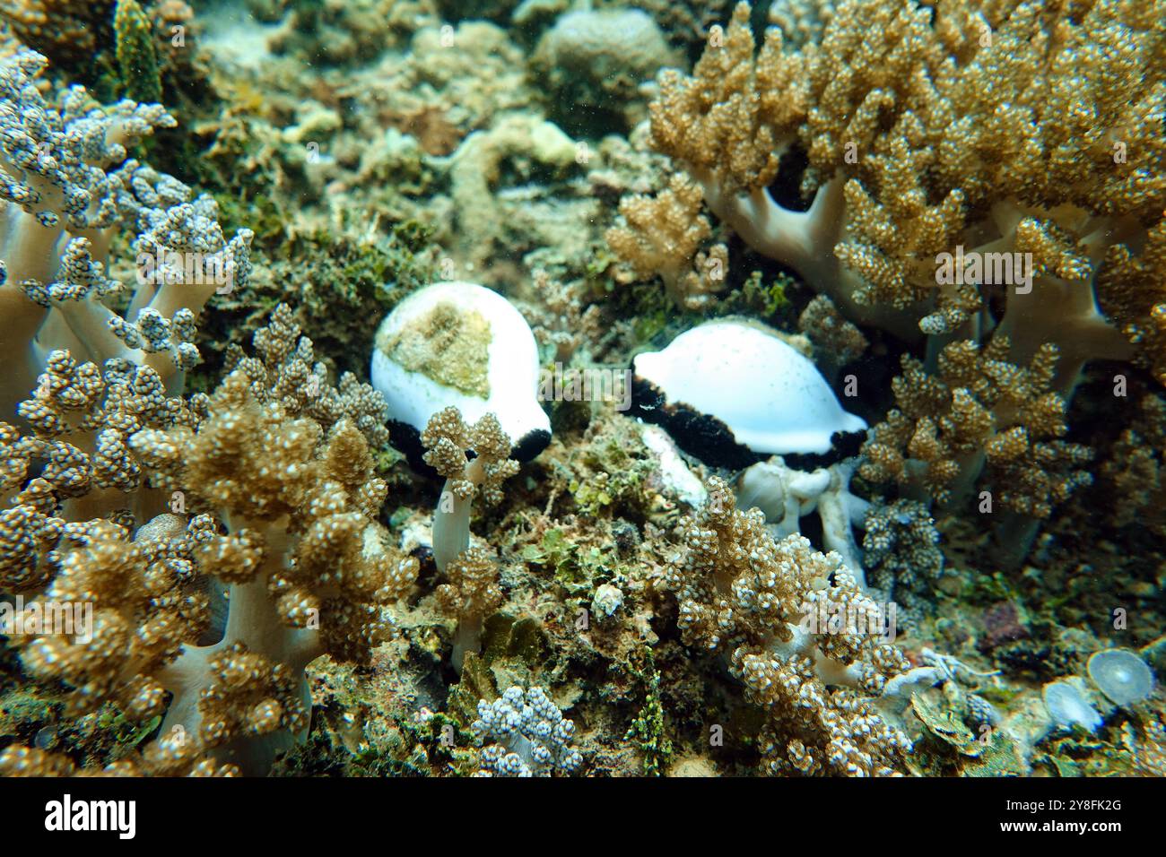 Indonesia Bangka - Marine life Common egg cowrie - sea snail - vula ...