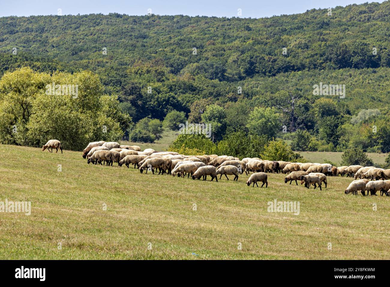 A Herdsman with his herd of sheep Stock Photo - Alamy