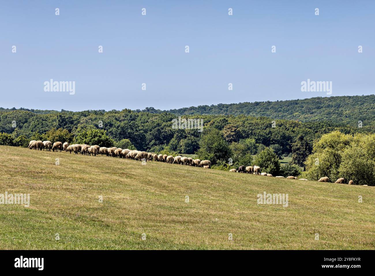 Goat herdsman hi-res stock photography and images - Alamy