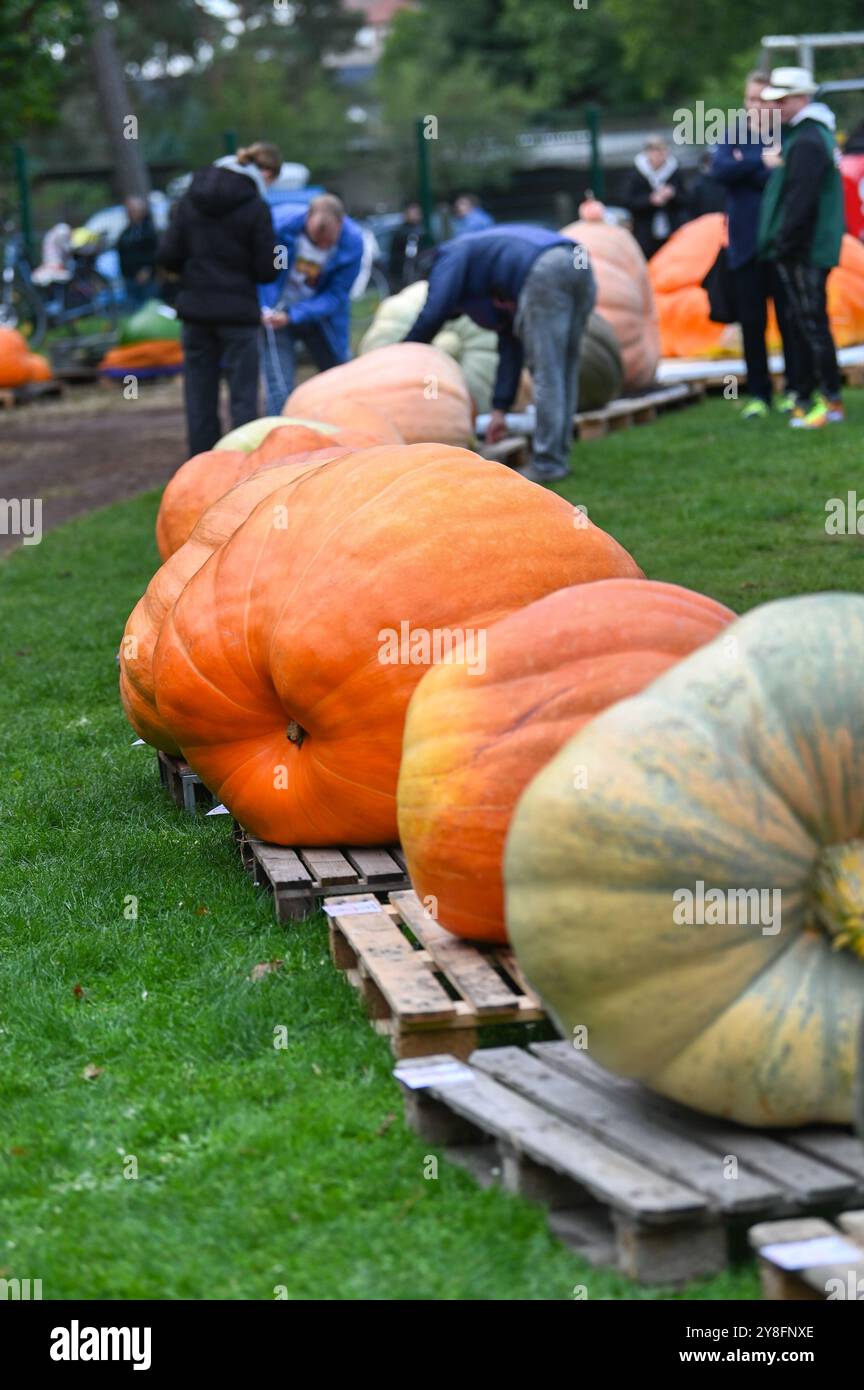 05 October 2024, Saxony-Anhalt, Möckern: Giant pumpkins on display at ...