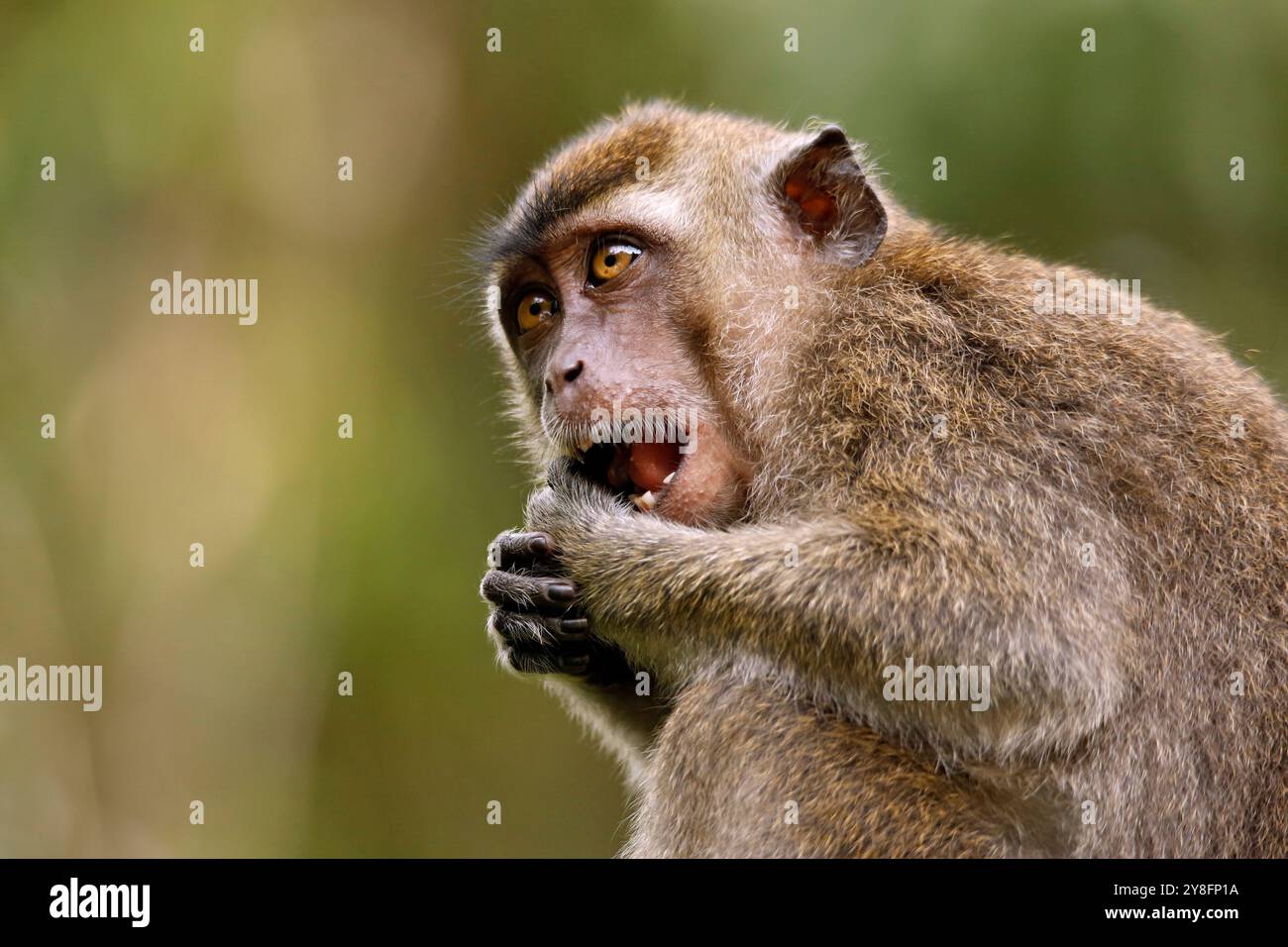 Close-up of a Juvenile Long-tailed Macaque (Juvenile Long-tailed ...