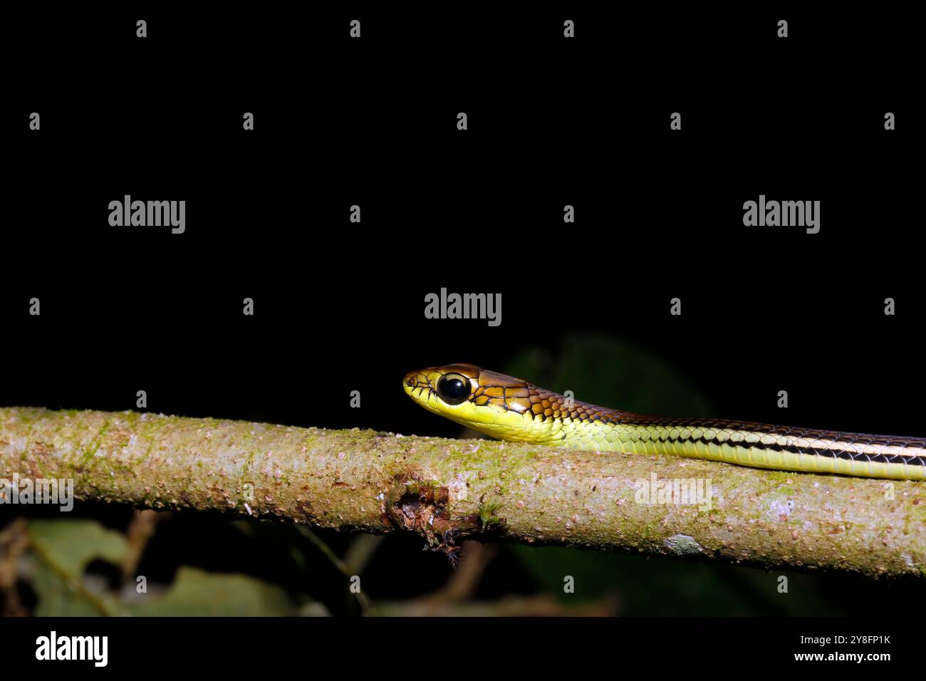 Grey bronzeback hi-res stock photography and images - Alamy