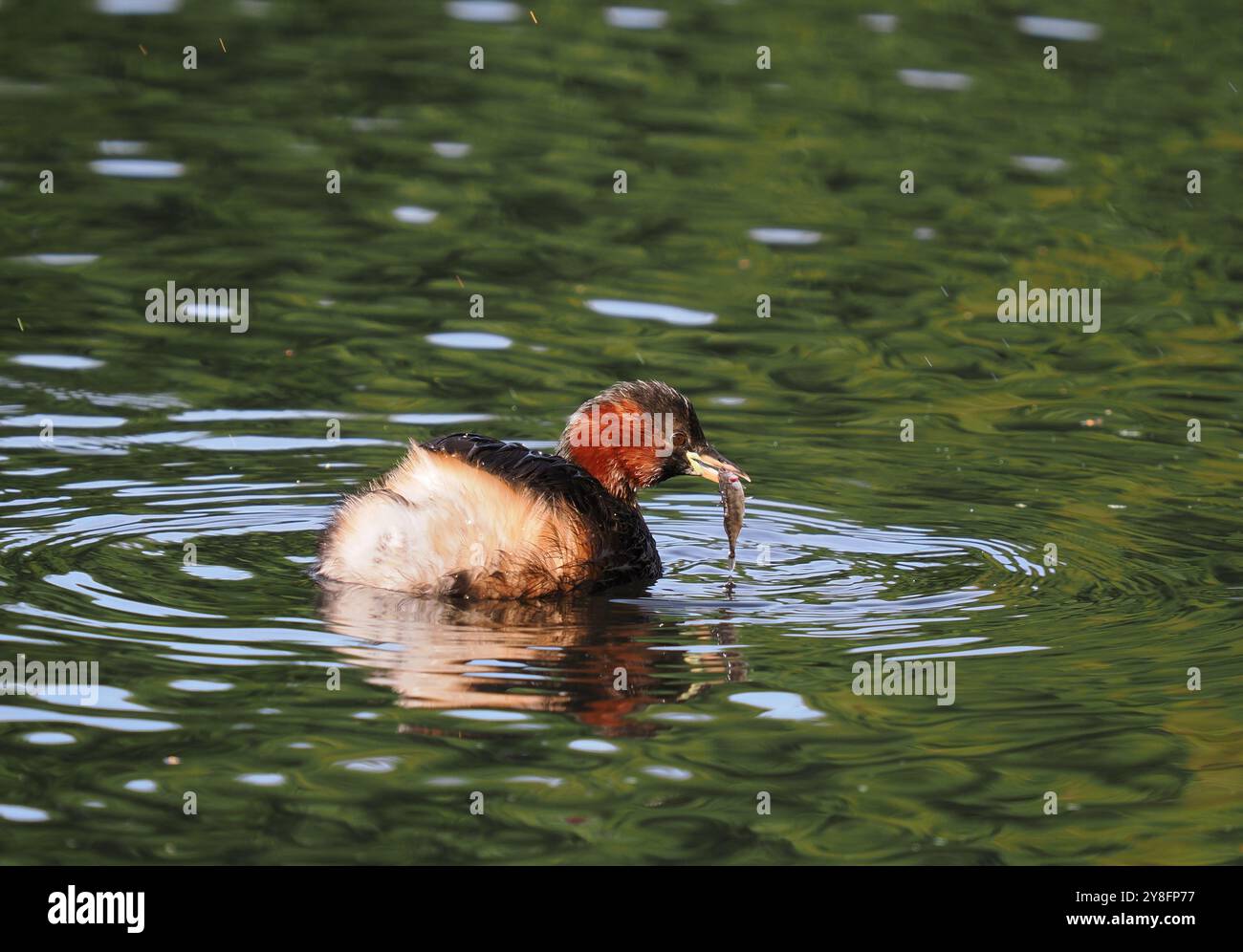 As the year progresses little grebe lose their breeding colours to a ...