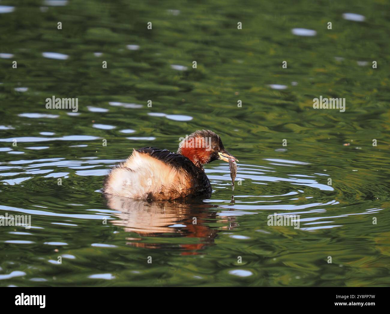 As the year progresses little grebe lose their breeding colours to a ...