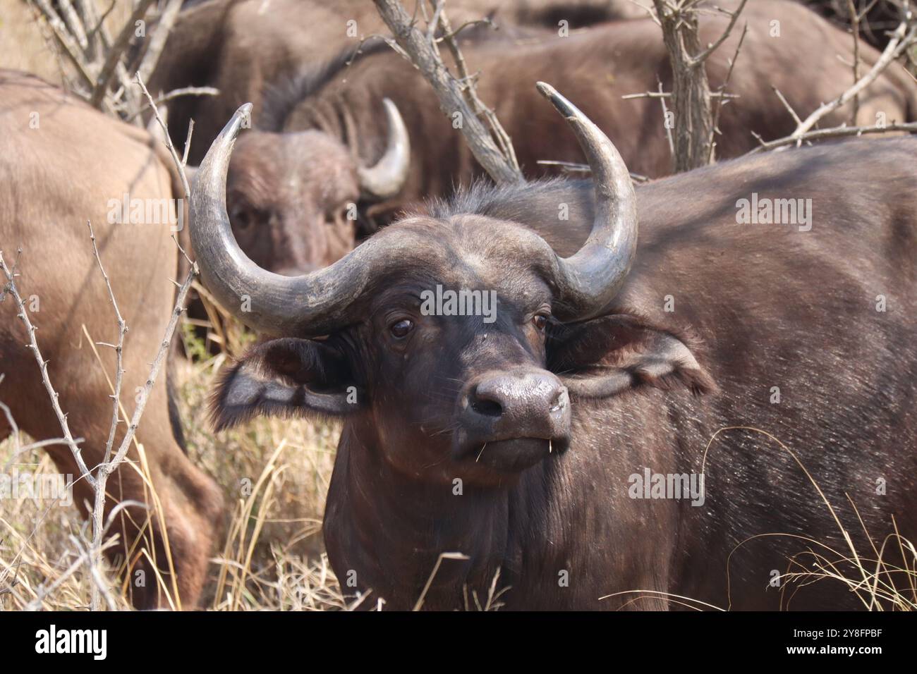 Buffalo, africa, krueger park wild animal beauty Stock Photo - Alamy
