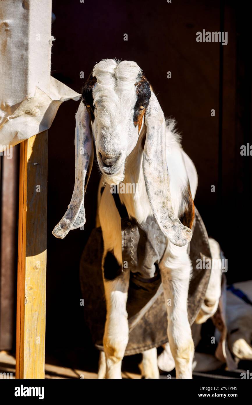 Portrait of white Nubian goat with long ears, looking at camera. Close ...