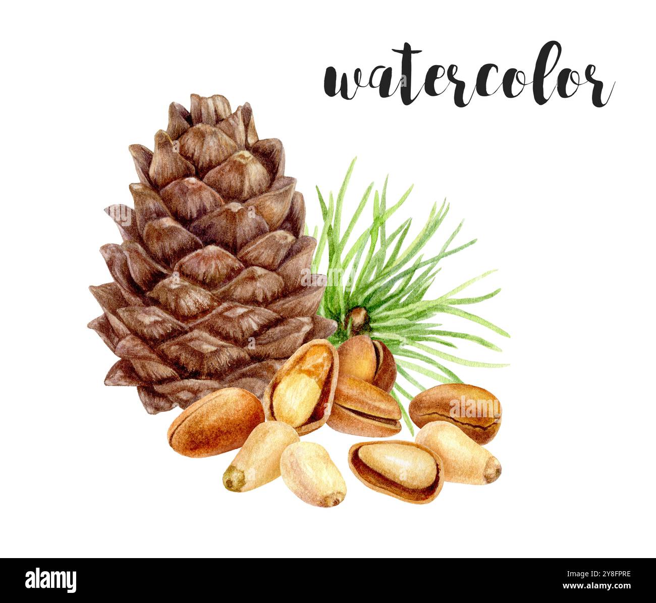 Hand-Painted Watercolor Pine Nuts and Pine Cone Botanical Illustration ...