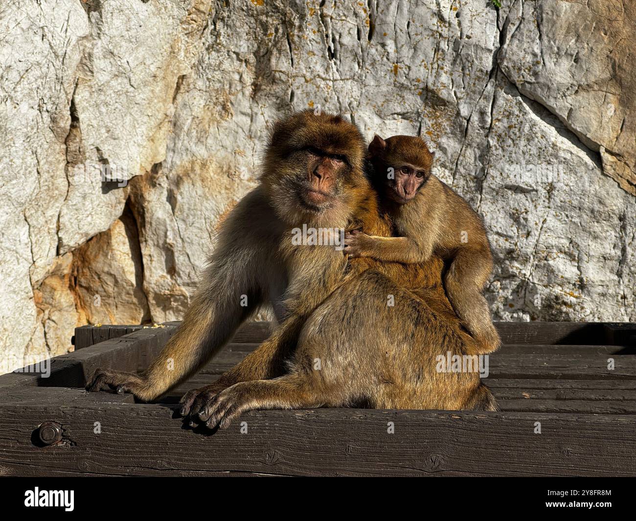 Portuguese flag between two stacks of rocks on the shore of Lisbon ...