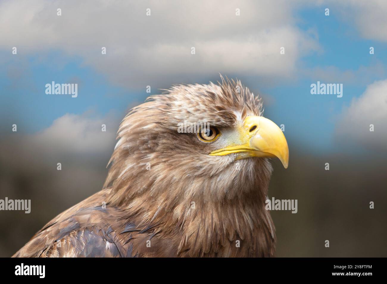 Close-up profile of a White-tailed Eagle, also known as a Great Eagle ...