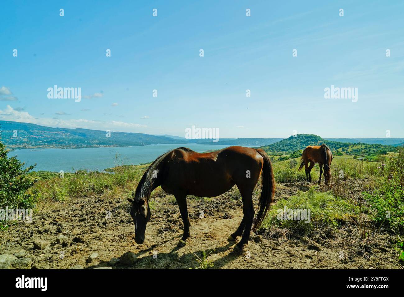 Wild horses in the typical landscape of the Sardinian Supramonte ...
