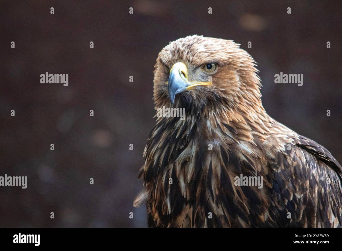 Eagle wingspan front hi-res stock photography and images - Alamy