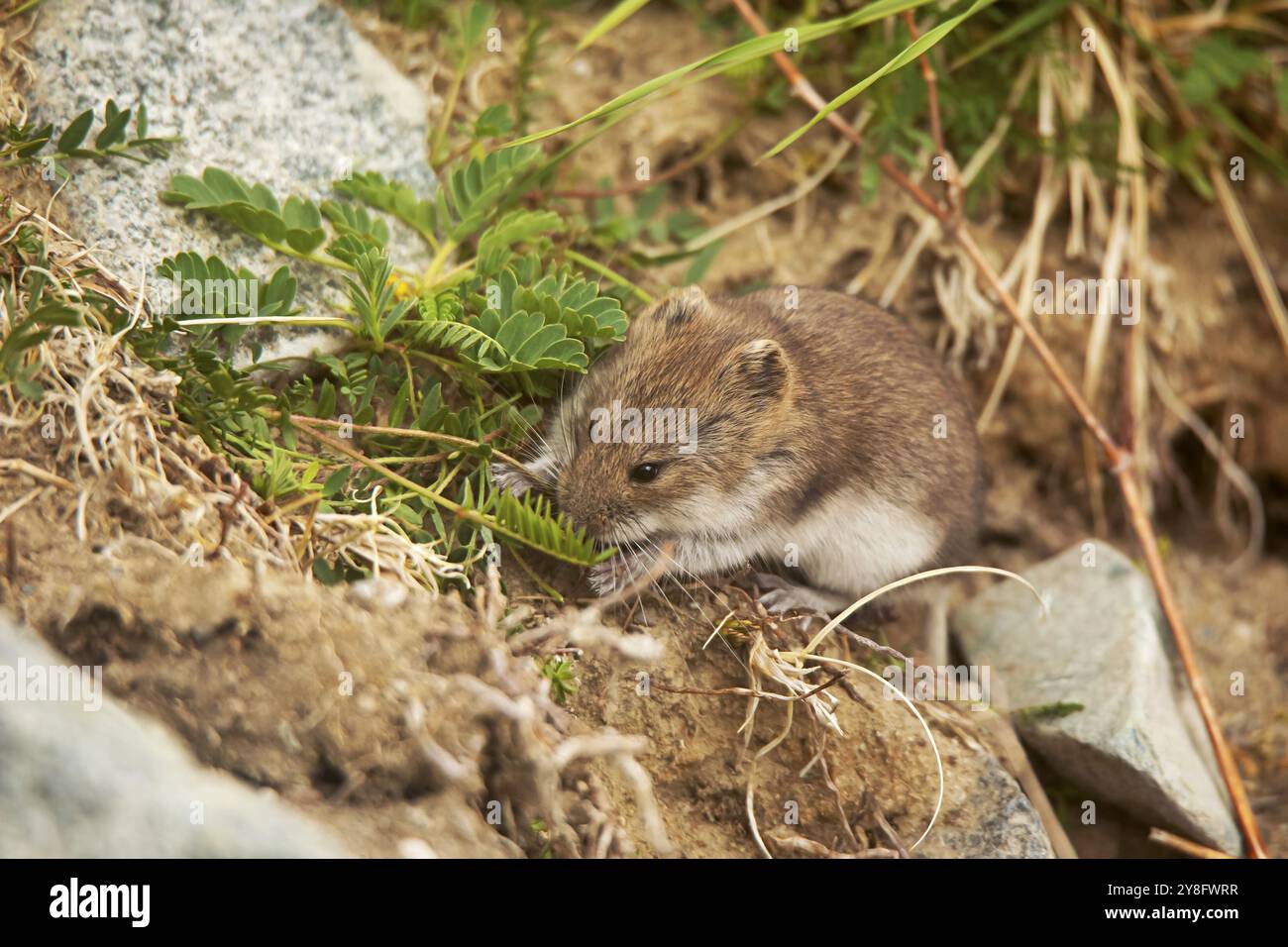 Stoliczka's Mountain Vole, Alticola stoliczkanus, Ladakh, India Stock ...